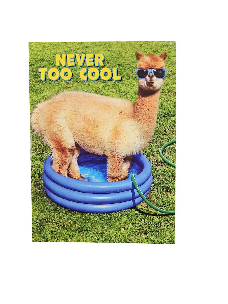 Avanti - Alpaca in Kiddie Pool Birthday Card – Kitchen Store & More