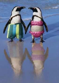 Avanti - Penguins Holding Hands Anniversary Card – Kitchen Store & More