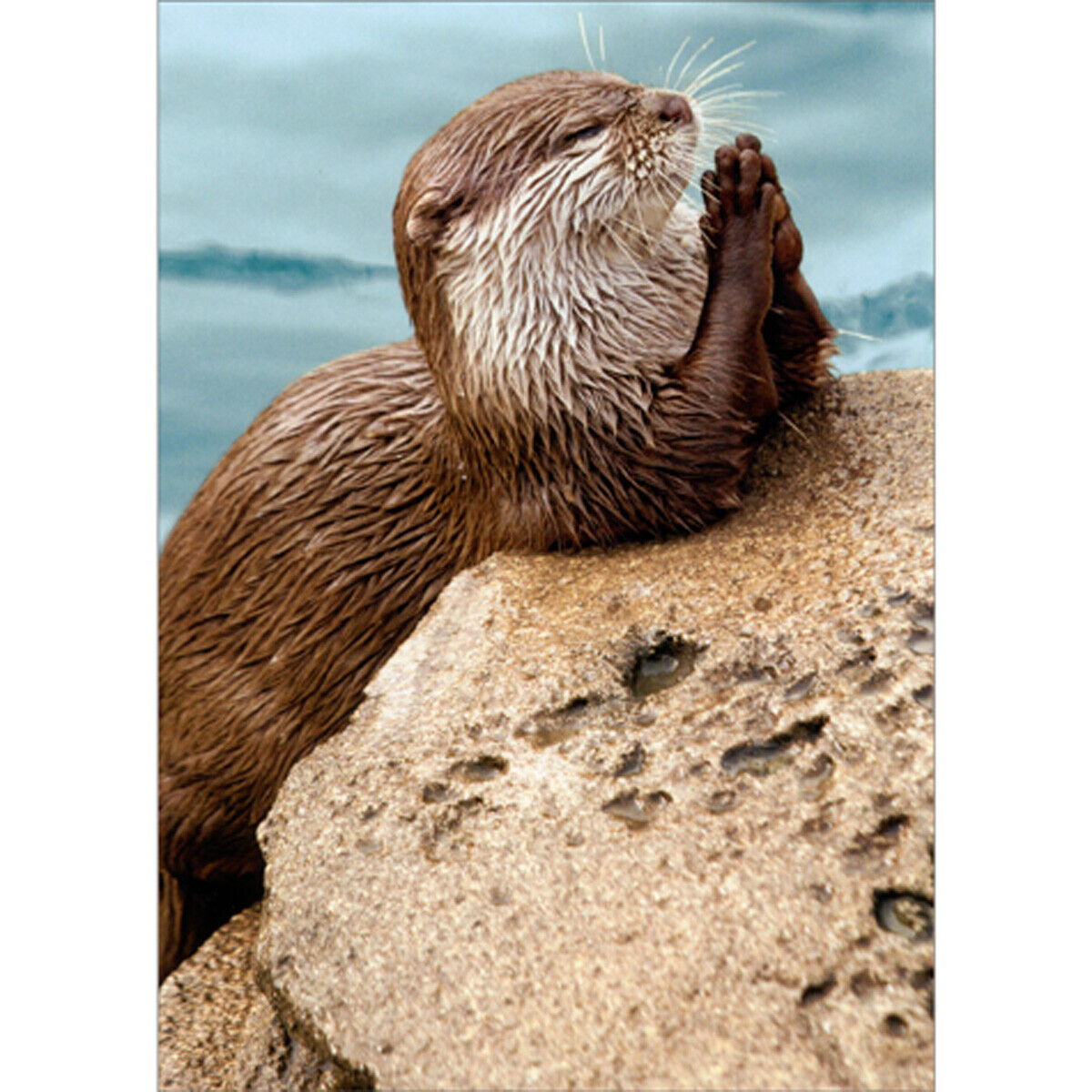 Avanti - Praying Otter Thank You Card – Kitchen Store & More
