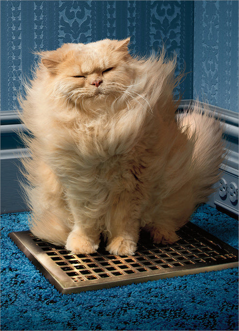 Avanti - Cat Over Grate Almost Funny Card – Kitchen Store & More