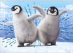 Avanti - Penguins Dancing Bump Birthday Card – Kitchen Store & More